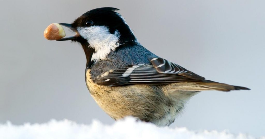 How to help garden birds when it's cold - Happy Beaks Blog