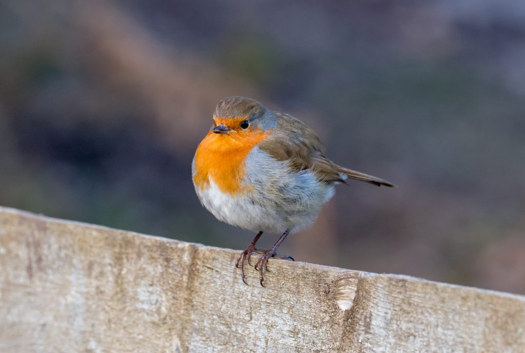 How To Care For Garden Birds in Spring | The Happy Beaks Blog
