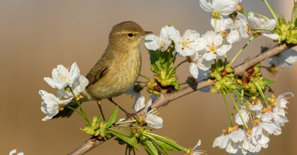 Your Happy Beaks Garden April - What Garden Birds to Spot April