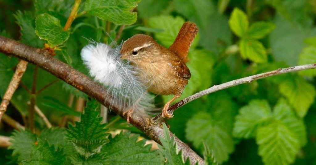 Your Happy Beaks Garden April - What Garden Birds to Spot April