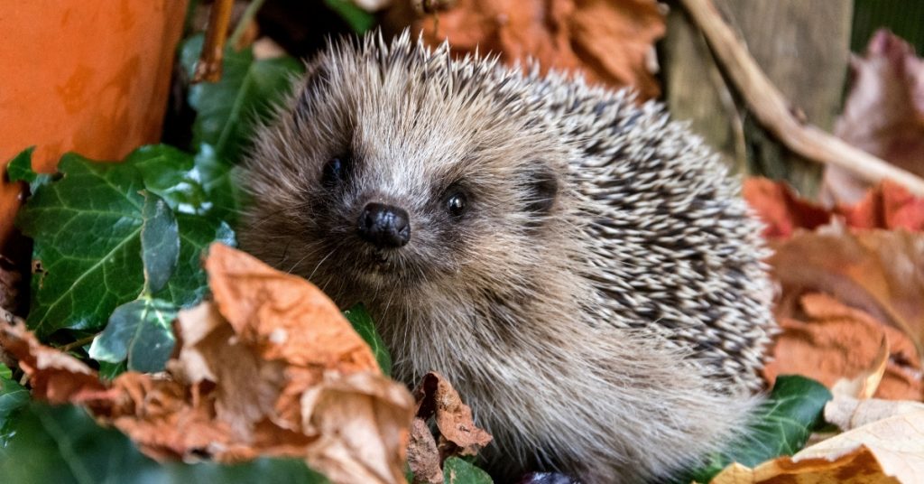 National Wildlife Gardening Week - Start a Wildlife Garden