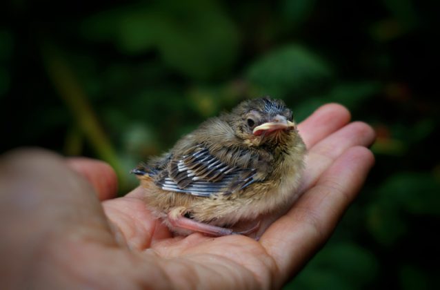 What to do if you find a baby bird | Fledgling Season