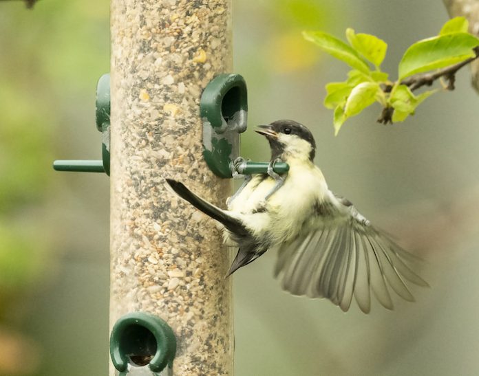 How to feed fledgling birds - Happy Beaks Blog