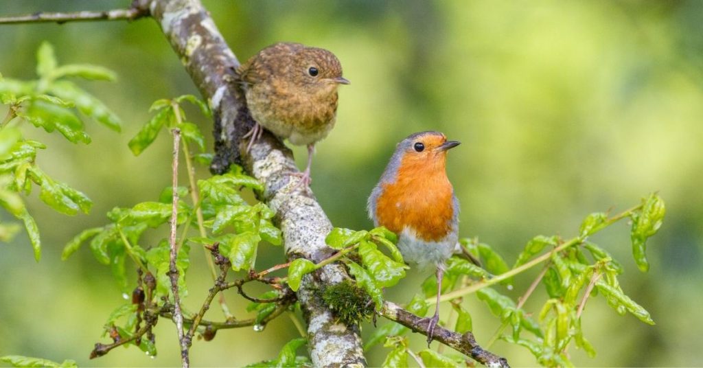 Your Happy Beaks Garden June | Birds to Spot in June