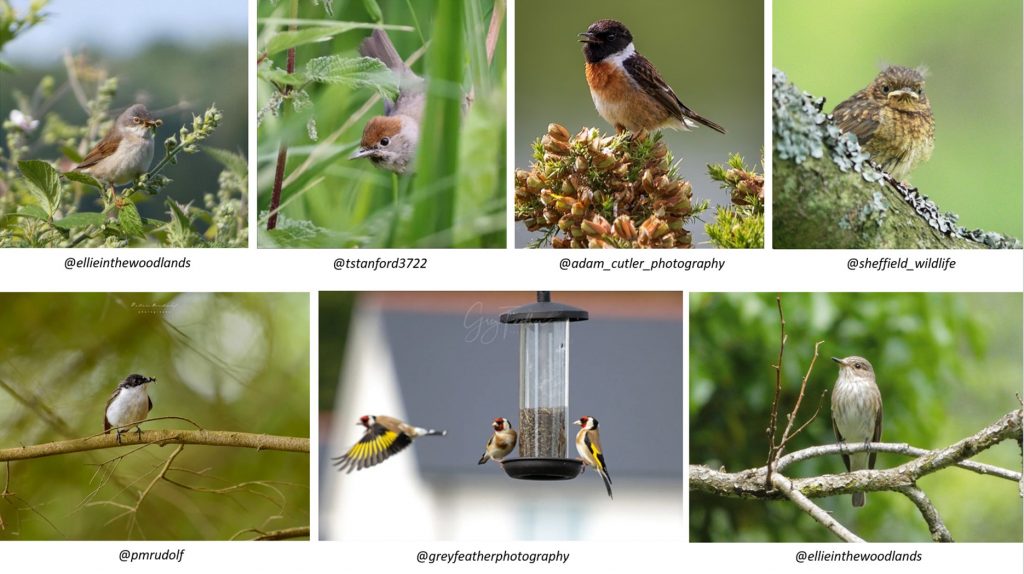 Your Happy Beaks Garden July - Garden Birds in Summer