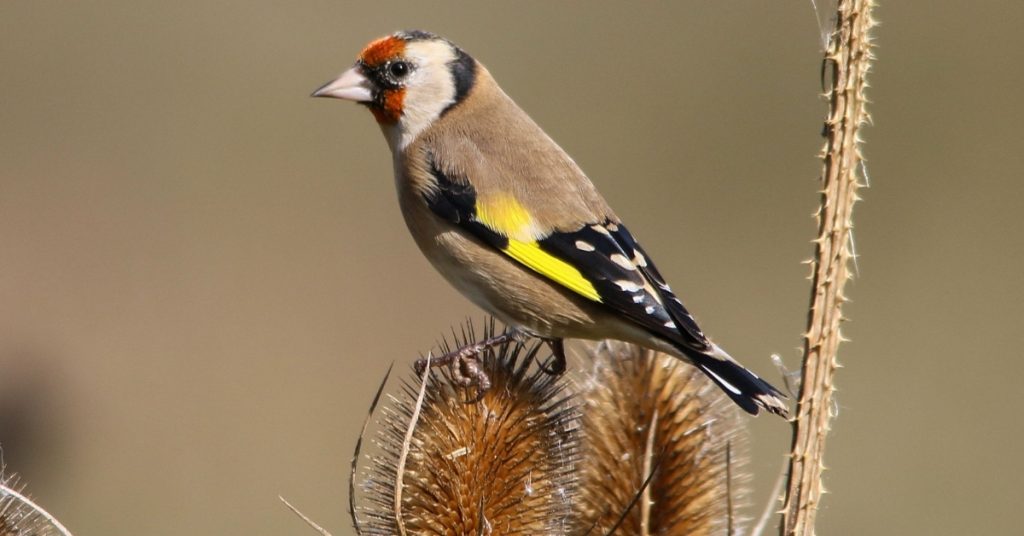 Your Happy Beaks Garden July - Garden Birds in Summer