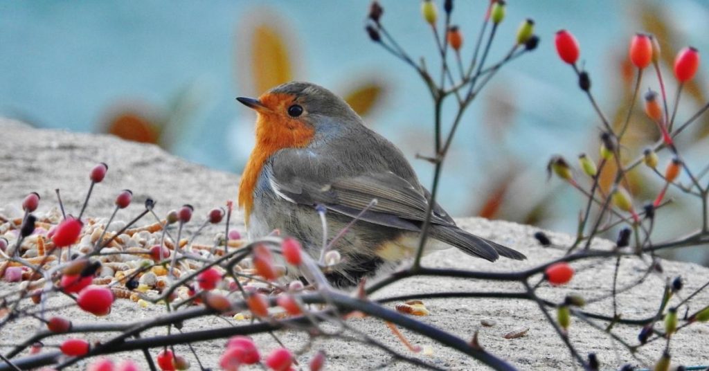 Your Happy Beaks Garden December - Happy Beaks Blog