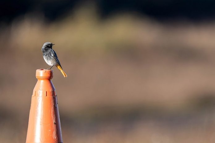 Urban bird watching wonderment - Happy Beaks Blog