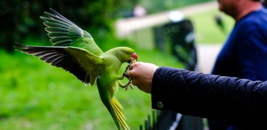 Happy Beaks, Author at Happy Beaks Blog