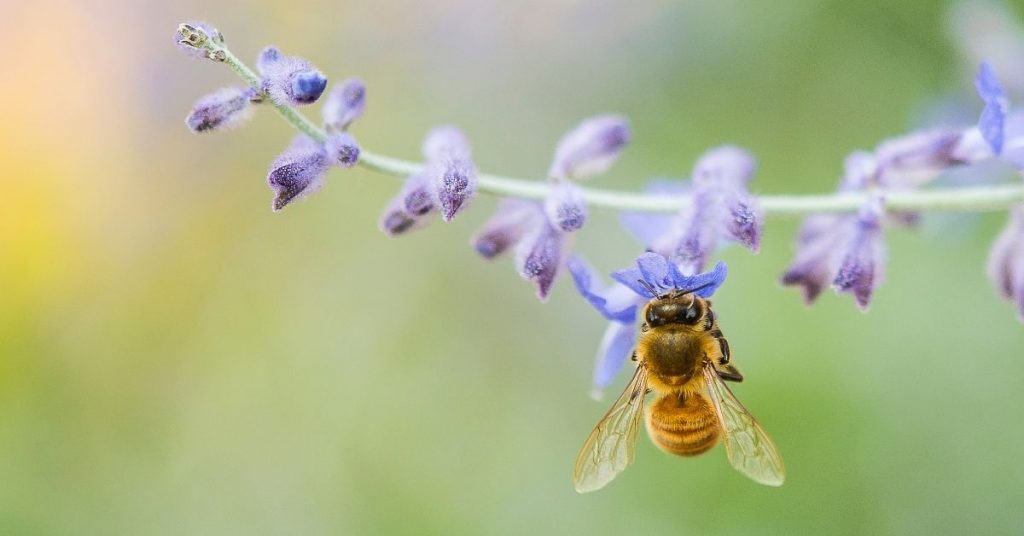Your Happy Beaks Garden June | Birds to Spot in June