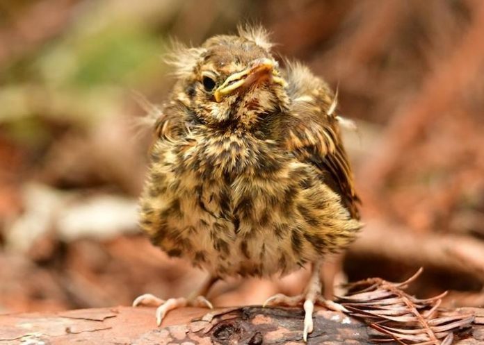 What to do if you find a baby bird | Fledgling Season