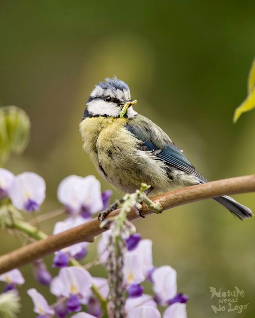 Your Happy Beaks Garden June | Birds to Spot in June