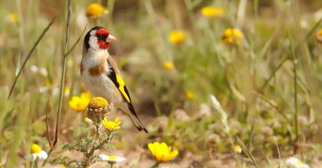 Your Happy Beaks Garden June | Birds to Spot in June