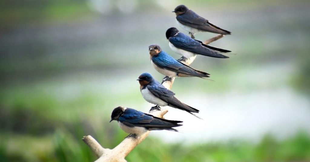 Your Happy Beaks Garden - September - Happy Beaks Blog