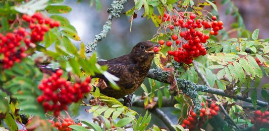 Happy Beaks, Author at Happy Beaks Blog