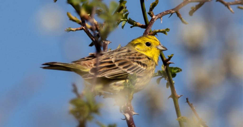 Your Happy Beaks Garden - October - Happy Beaks Blog