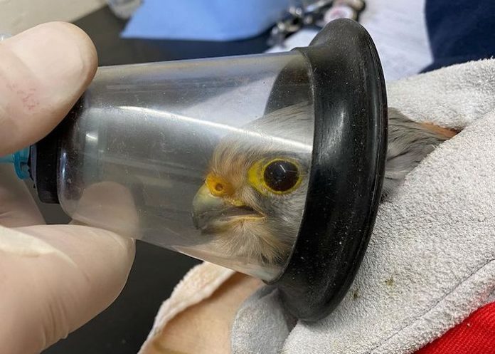 Brilliant bird hospitals and sanctuaries - Happy Beaks Blog