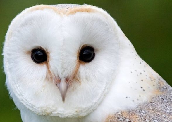 Brilliant bird hospitals and sanctuaries - Happy Beaks Blog