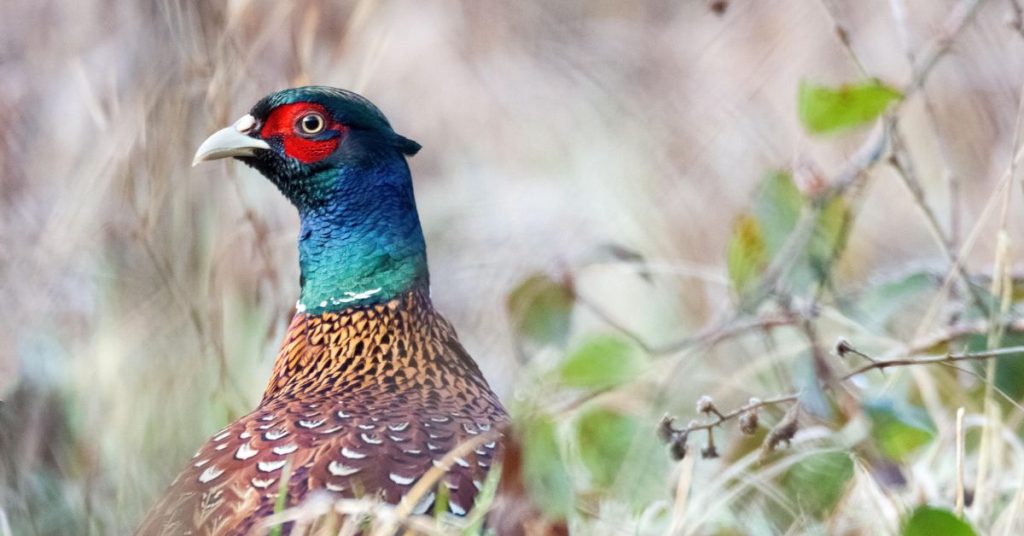 Your Happy Beaks Garden - October - Happy Beaks Blog