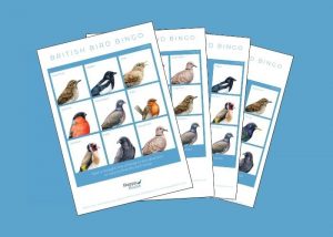 Play Bird Bingo for Free! - Happy Beaks Blog