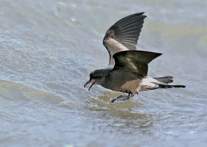 Seven of the UK’s most endangered birds - Happy Beaks Blog