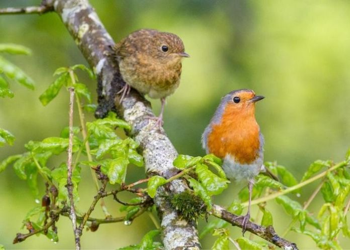 Your Happy Beaks Garden June | Birds to Spot in June
