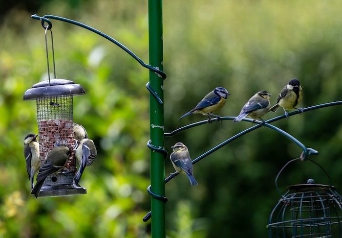 bird-feeding-station-multiple-bird-feeders - Happy Beaks Blog