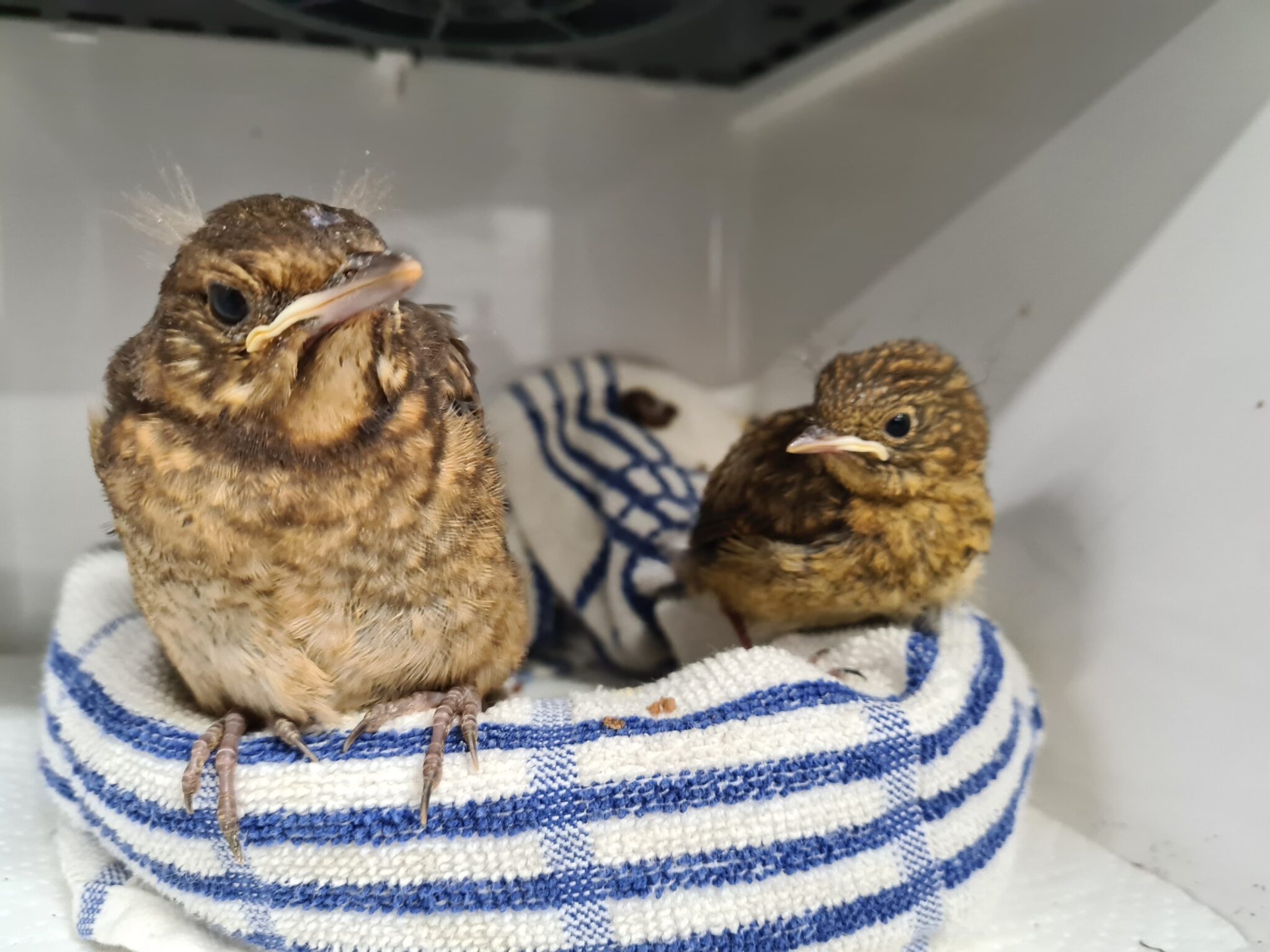 Happy Beaks x Brent Lodge Wildlife Hospital bird feeding giveaway ...